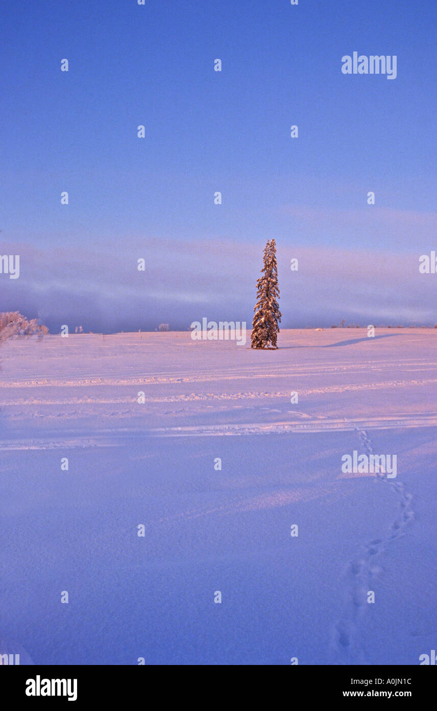 Tree on a ridge Stock Photo - Alamy