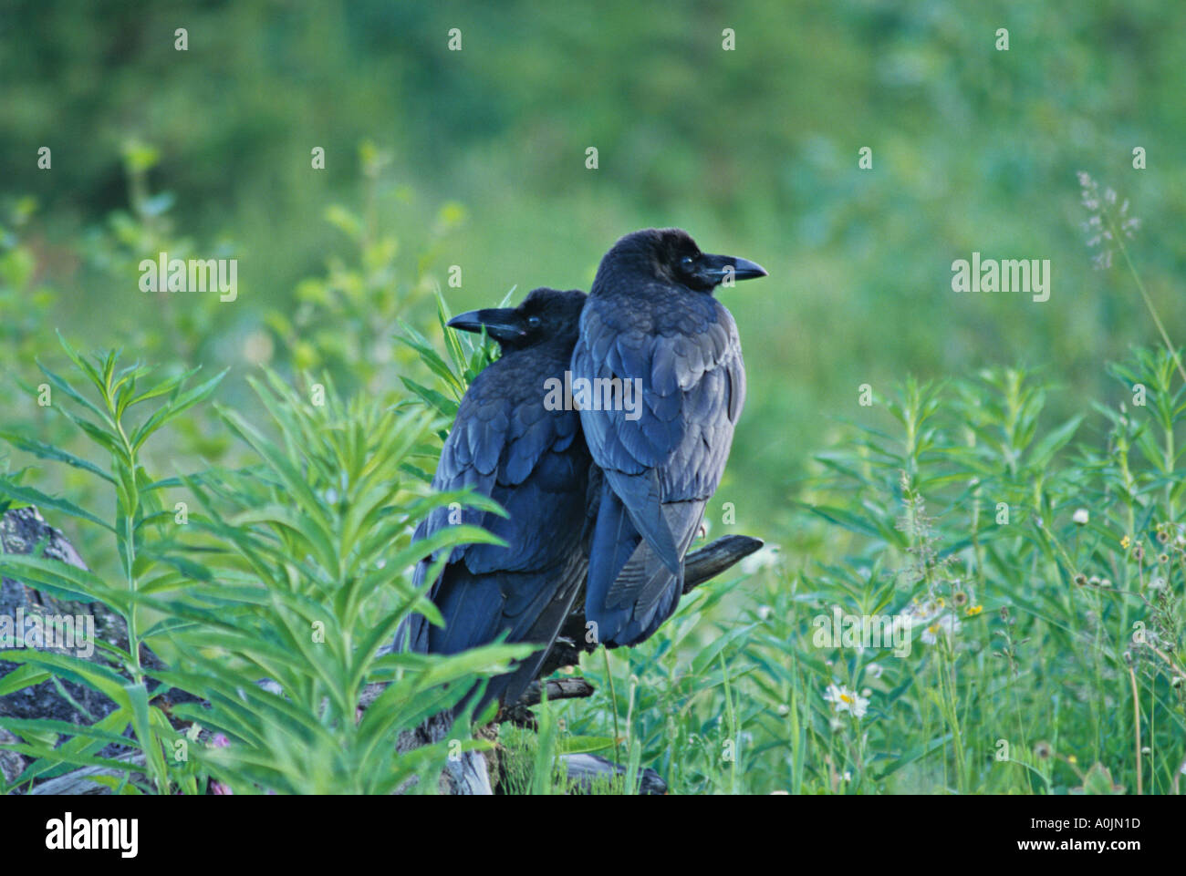 Two ravens hi-res stock photography and images - Alamy