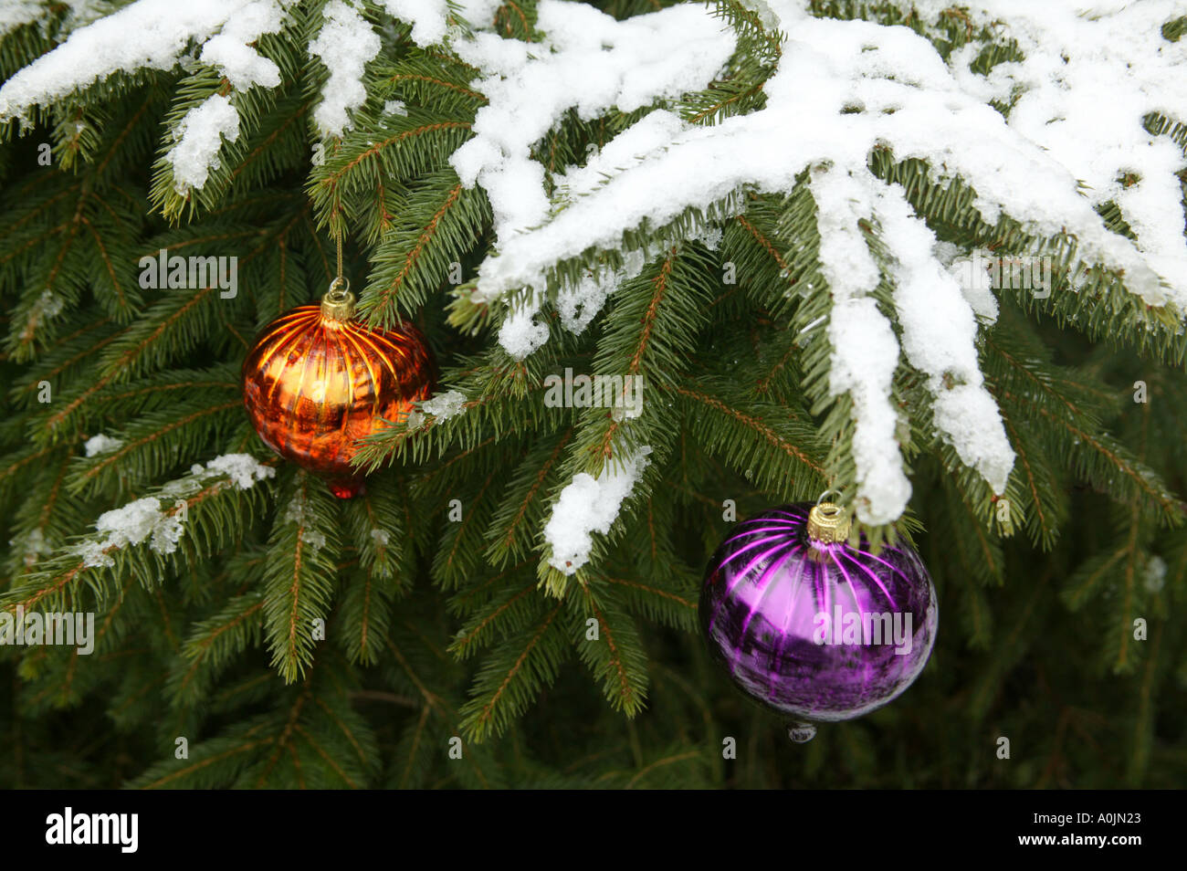 Orange and purple baubles on snowy branches of Christmas tree Stock ...