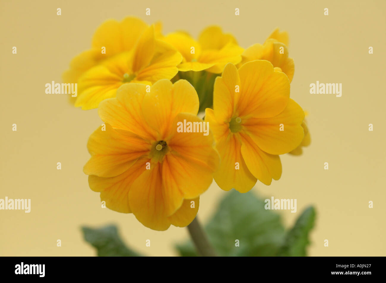 Horizontal floral card calendar poster and postcard hi-res stock ...