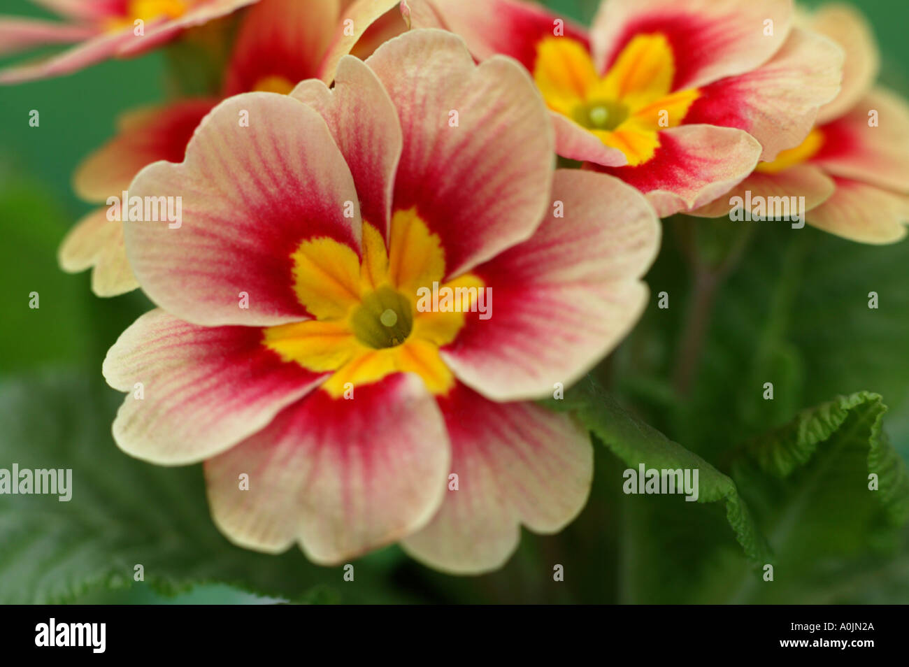 Variegated poster hi-res stock photography and images - Alamy