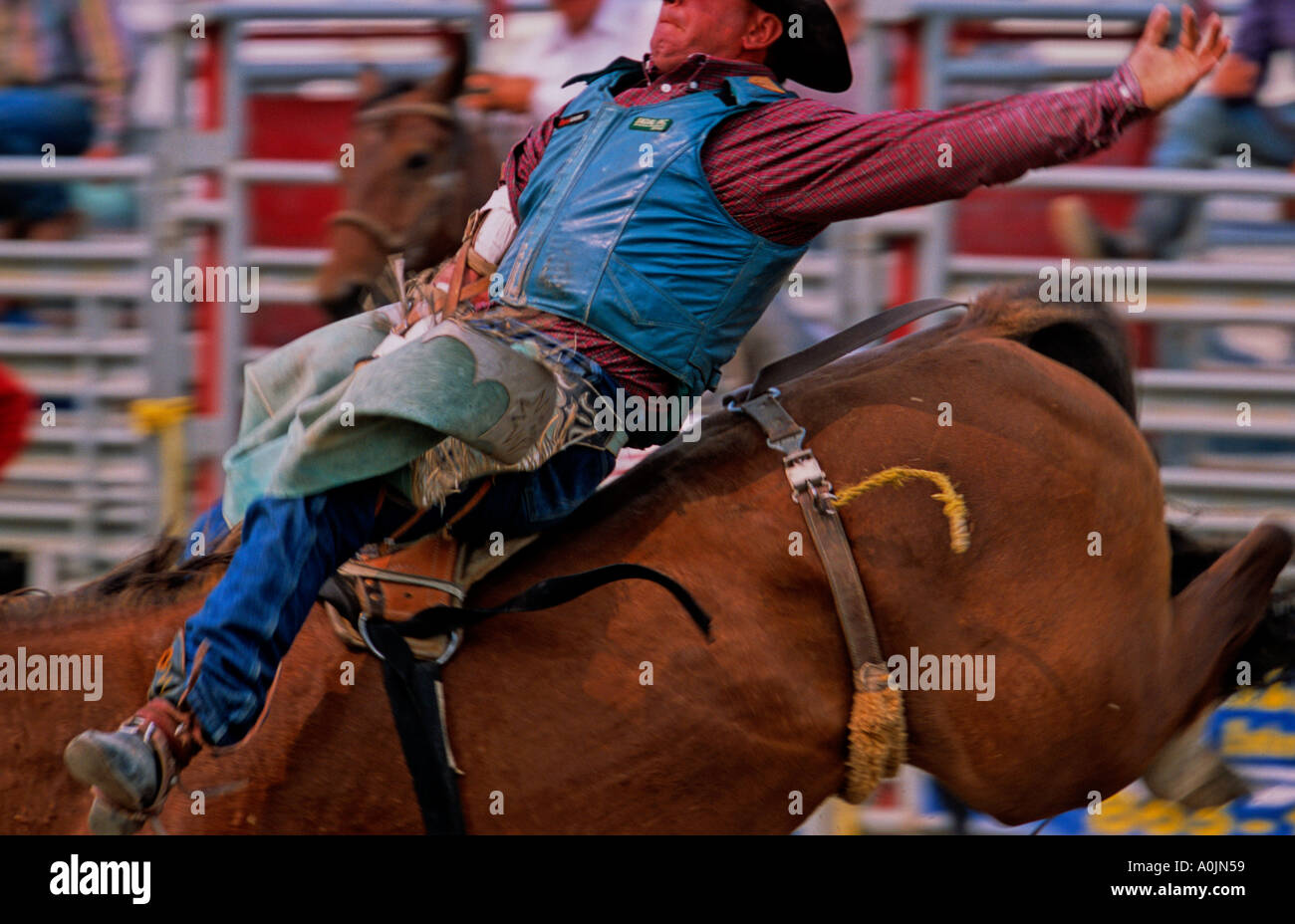 Saddle bronc and bareback bronc riding hi-res stock photography and ...