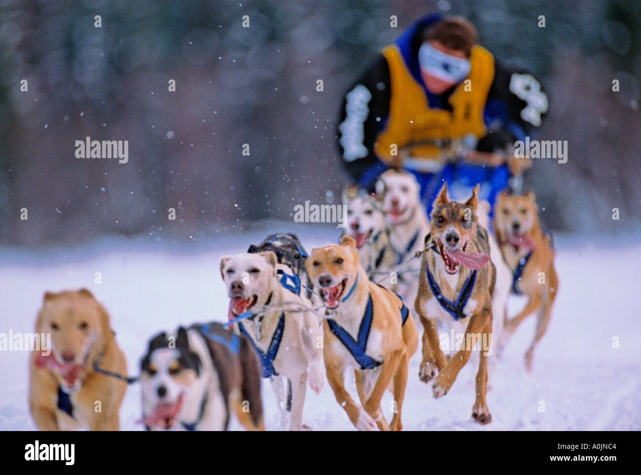 Dog Sled Racer 25 Stock Photo - Alamy