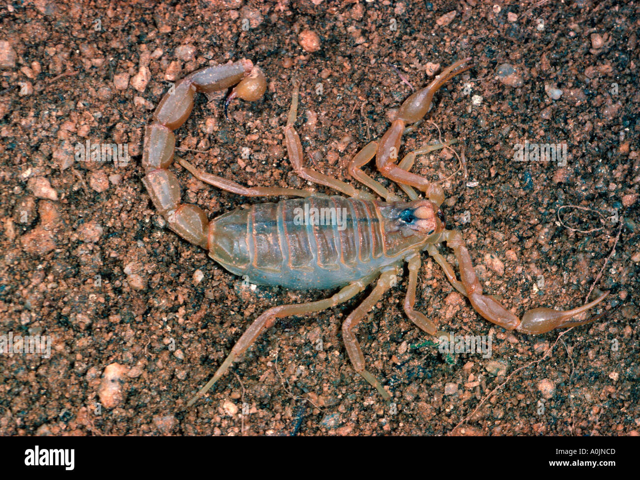 Buthus scorpion hi-res stock photography and images - Alamy