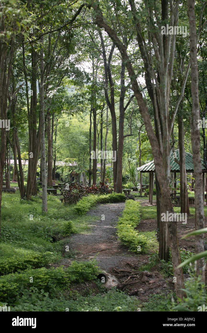 A pathway through the jungle in Phu Kradung National Park North East ...