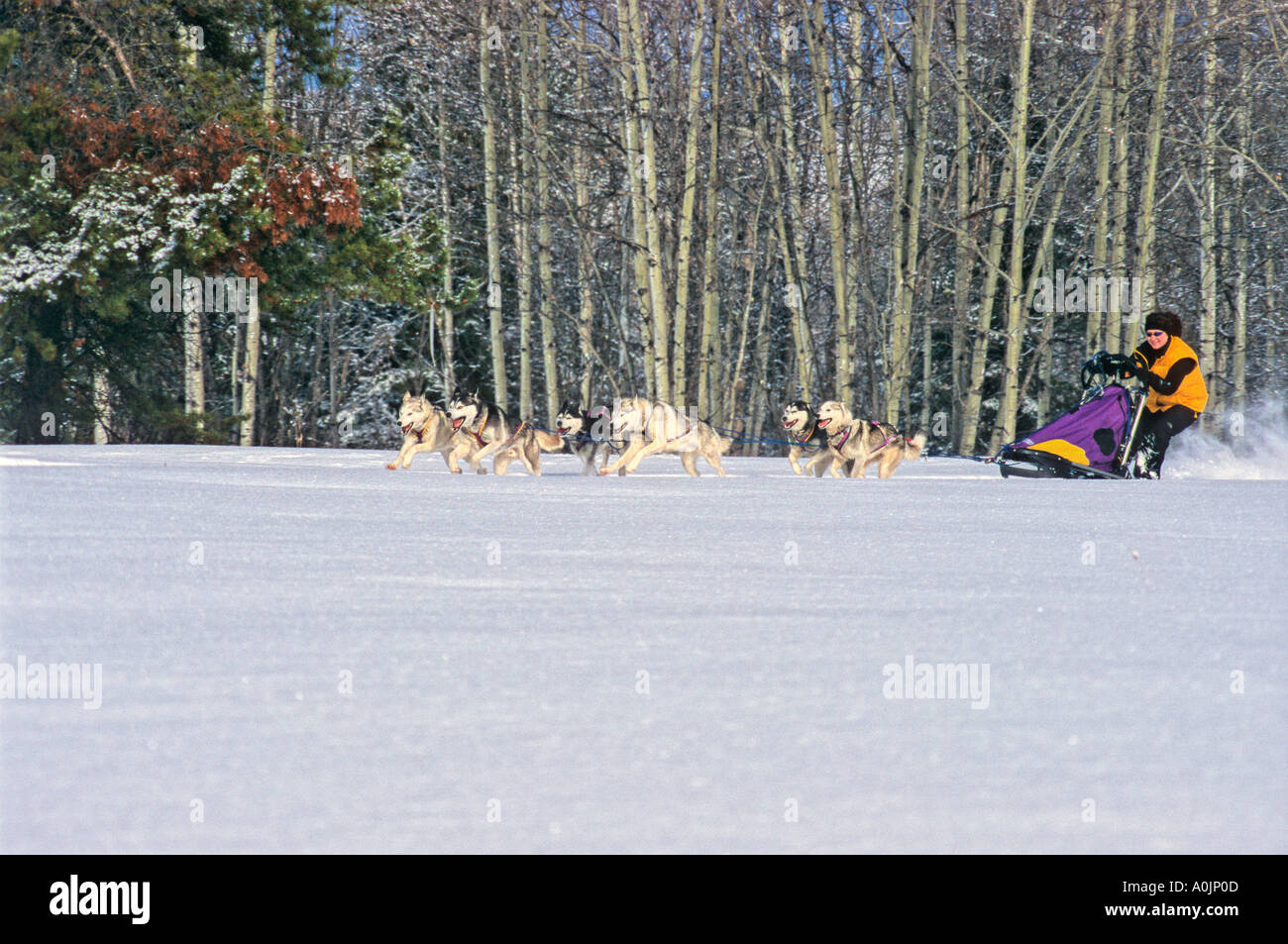 Teamwork mushing hi-res stock photography and images - Alamy