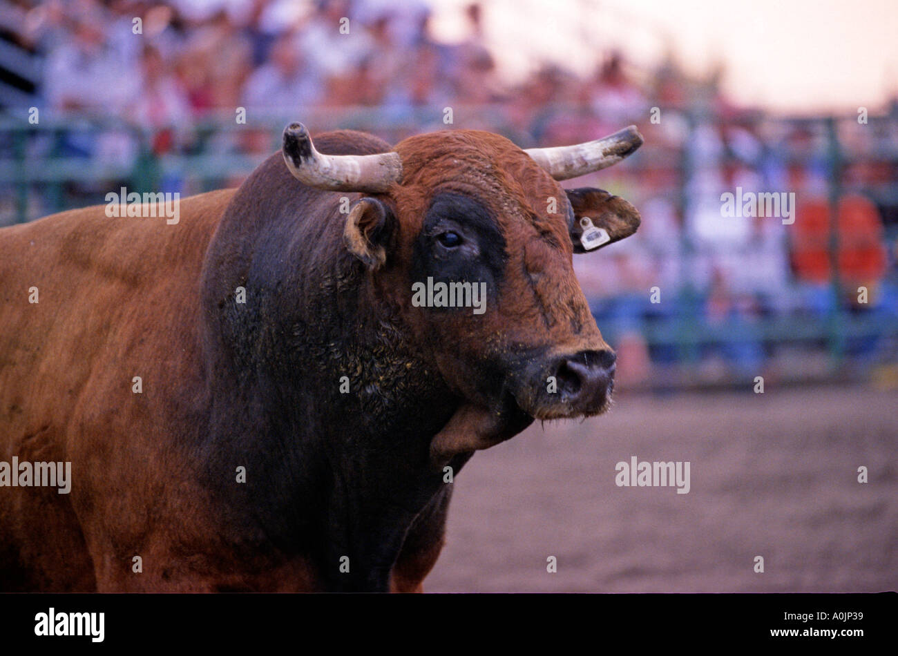 Rodeo portrait hi-res stock photography and images - Alamy