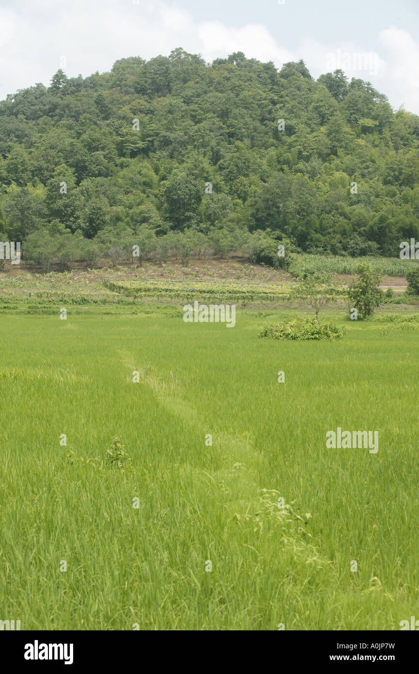 Lush green field with dense forest growing on hills in background along ...