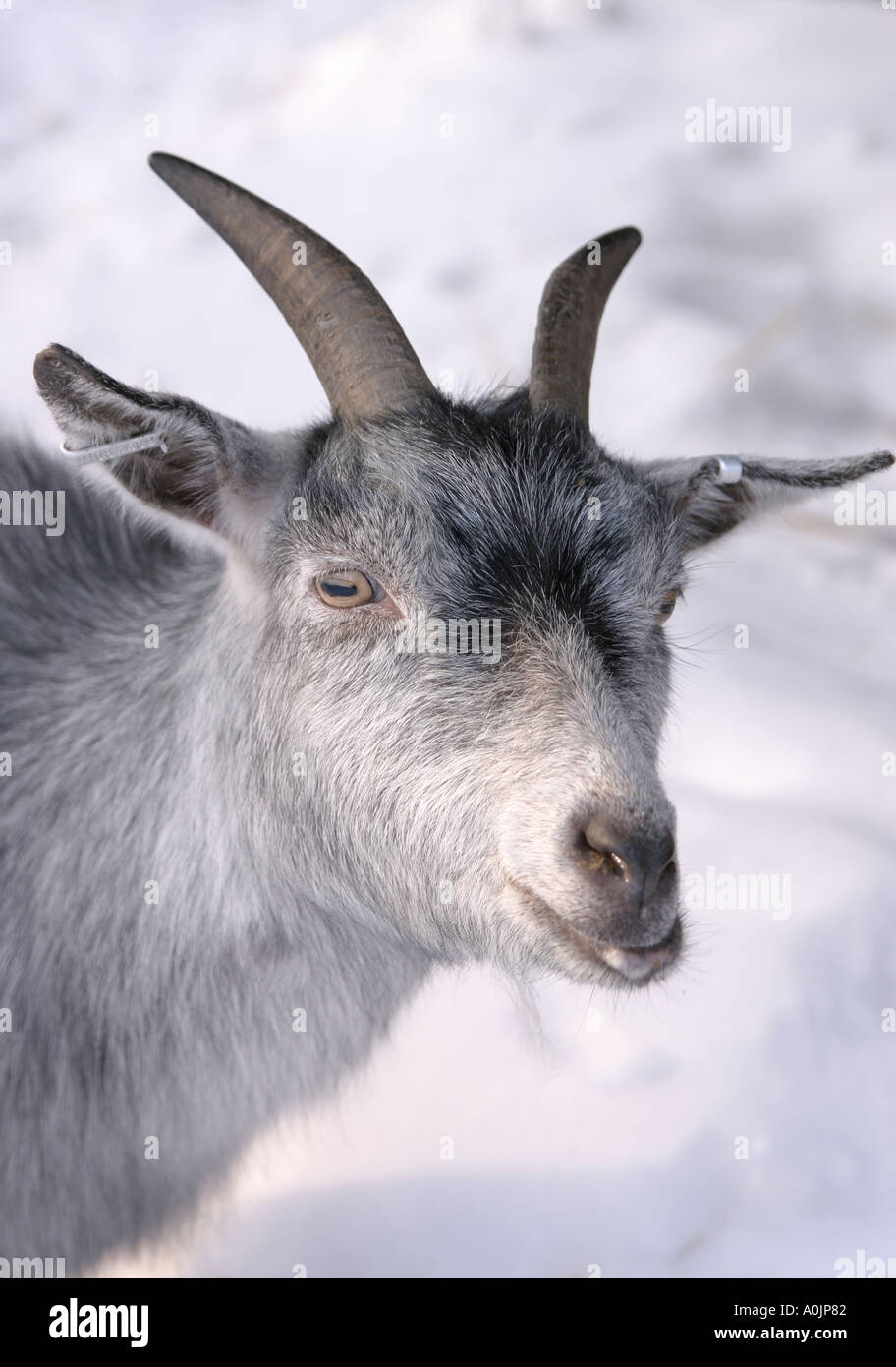 Portrait of a gray goat Stock Photo - Alamy