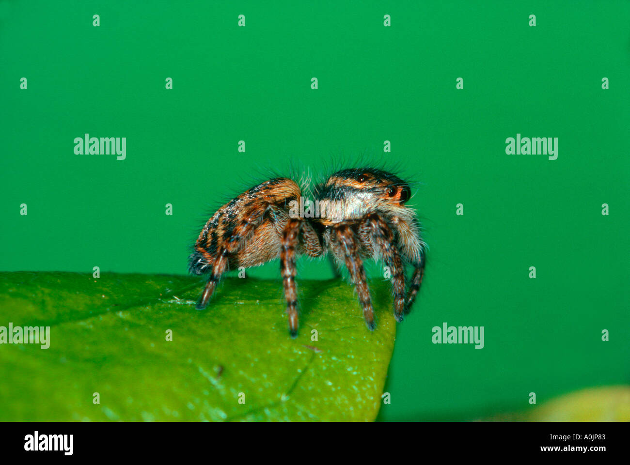 Jumping Spider, Family Salticidae Stock Photo - Alamy