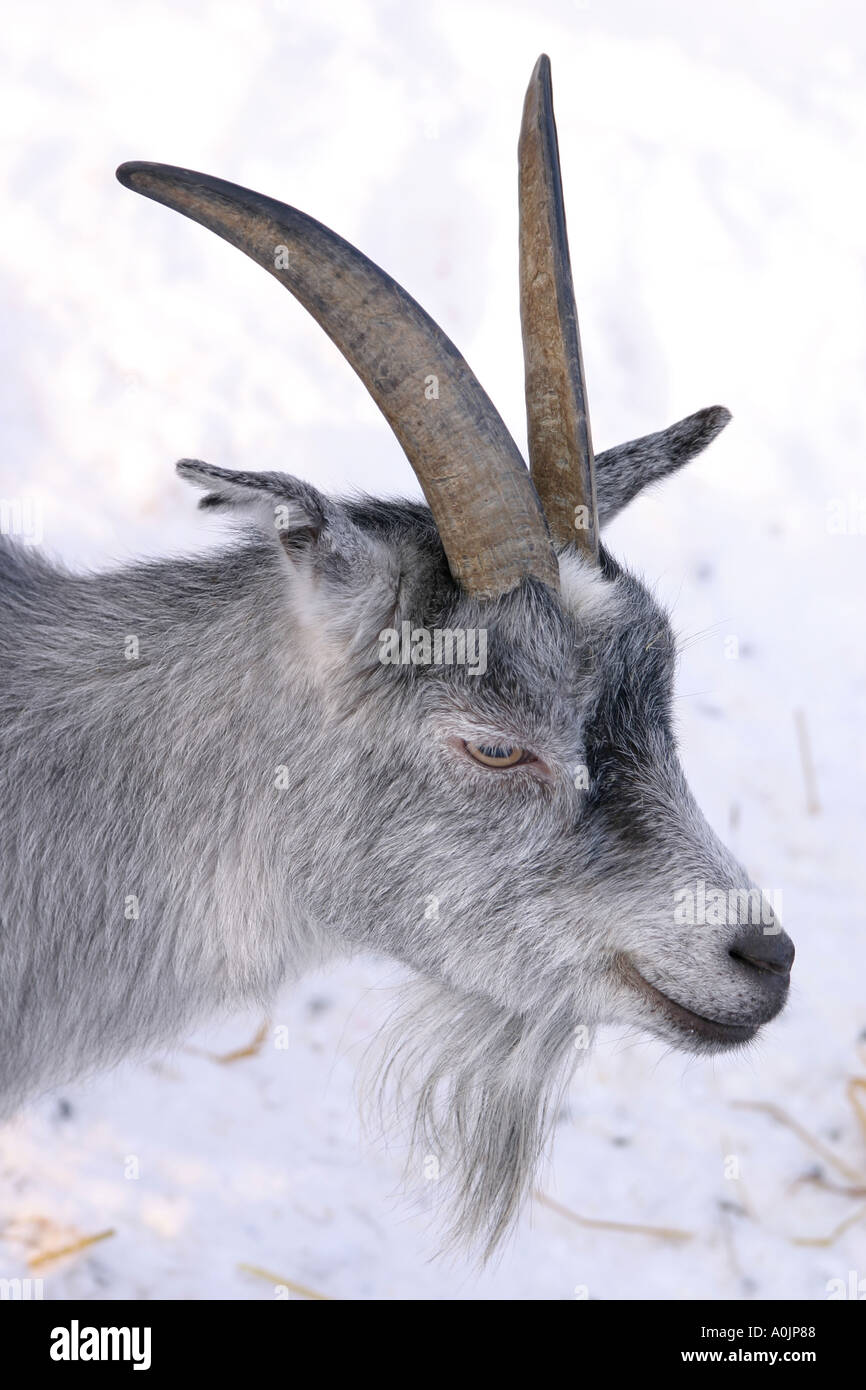 Gray goat hi-res stock photography and images - Alamy