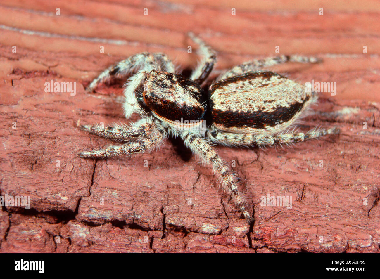 Jumping Spider, Family Salticidae Stock Photo - Alamy