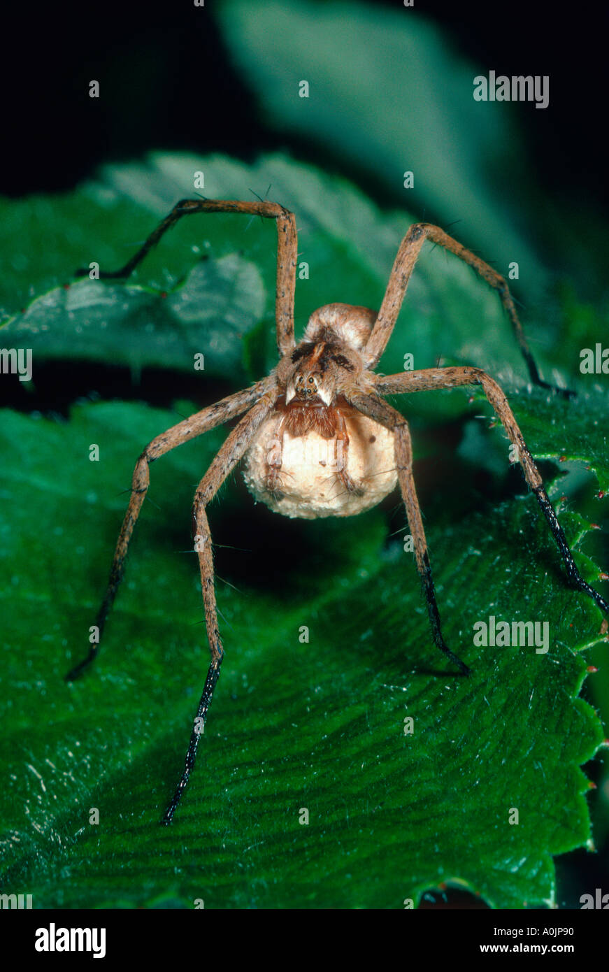Nursery Web Spider, Pisaura mirabilis. Female with egg sac Stock Photo ...