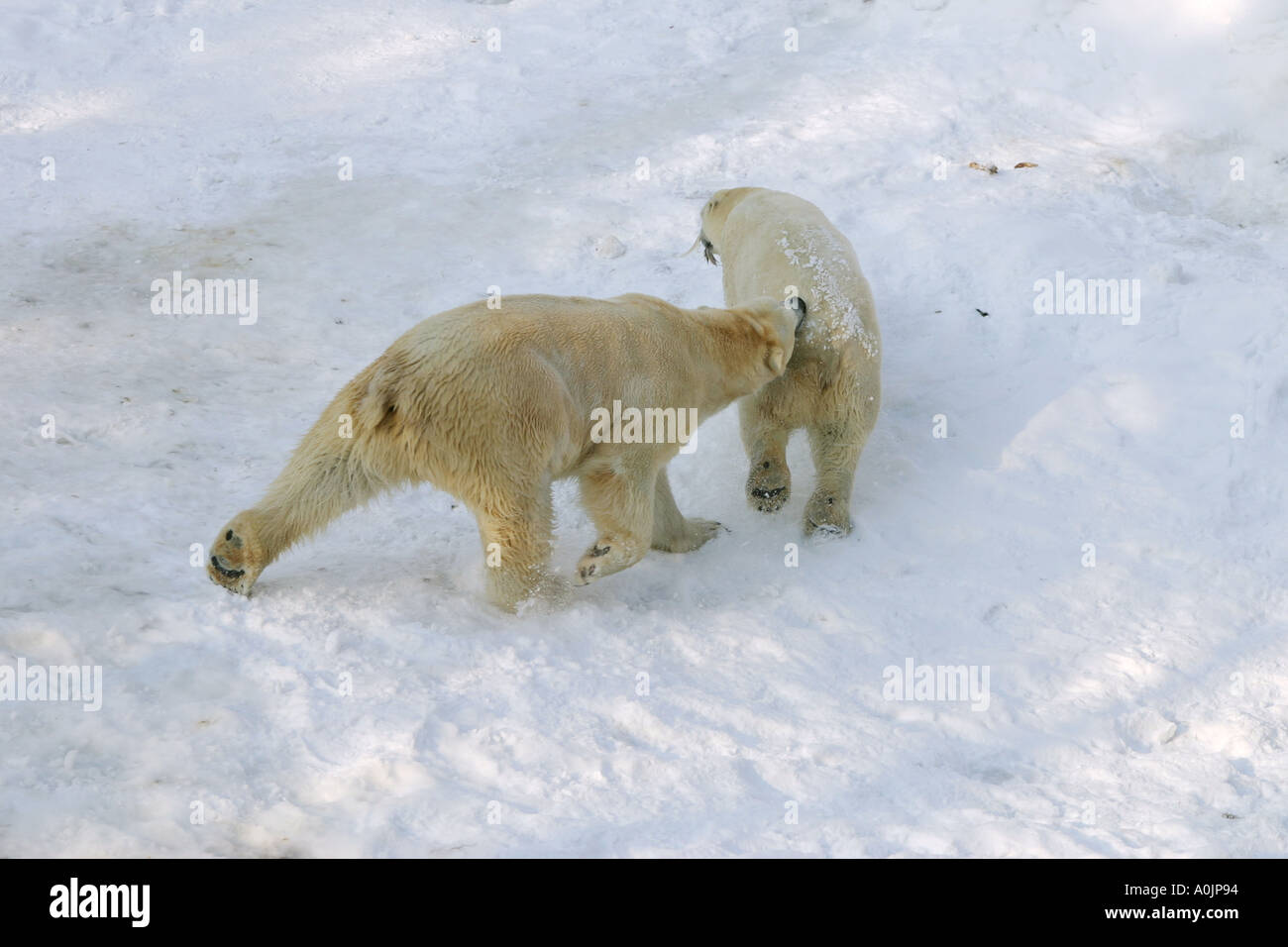 A polar bear biting the other ones butt Stock Photo - Alamy