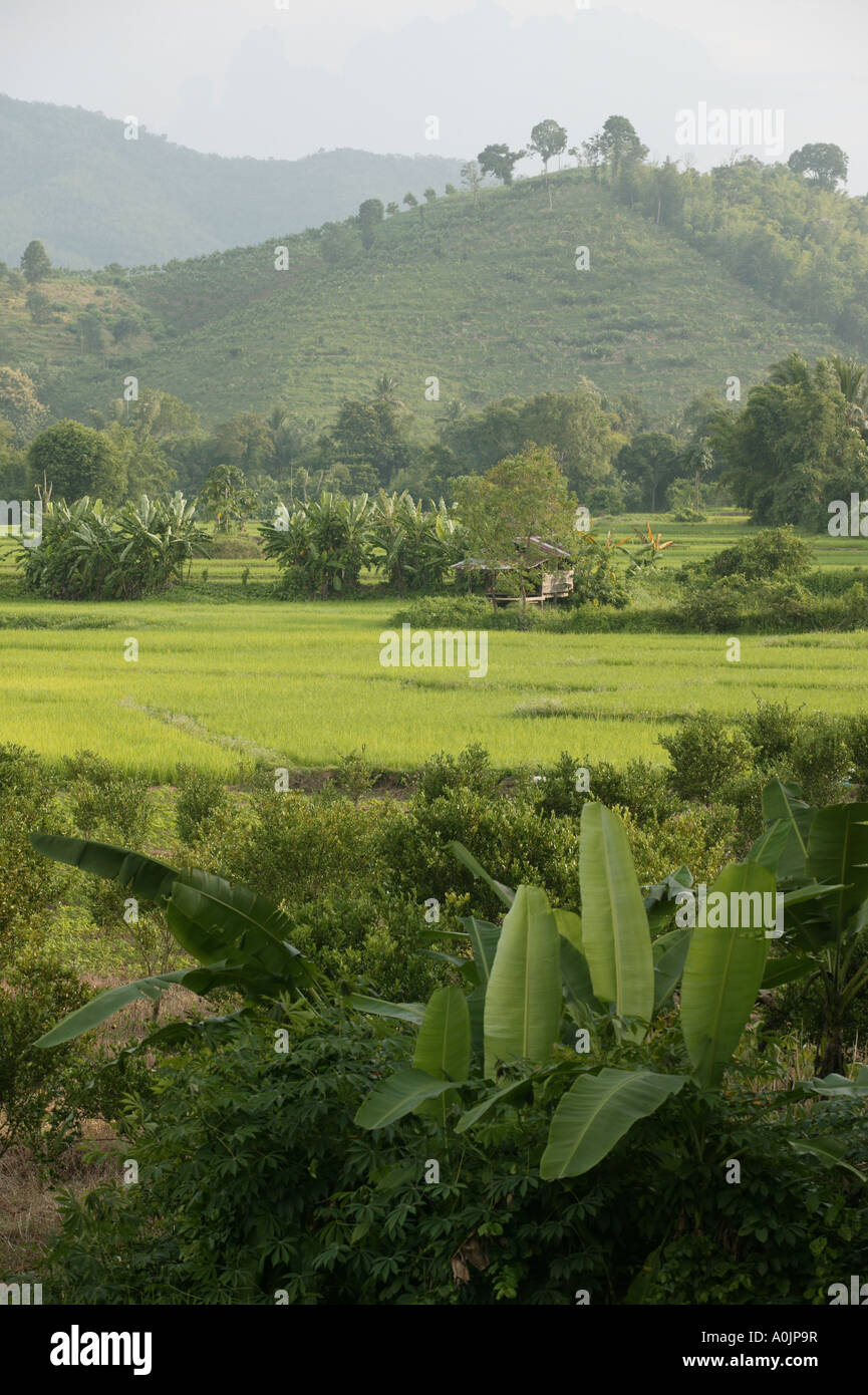 Lush green field with trees growing on hills in background along the ...