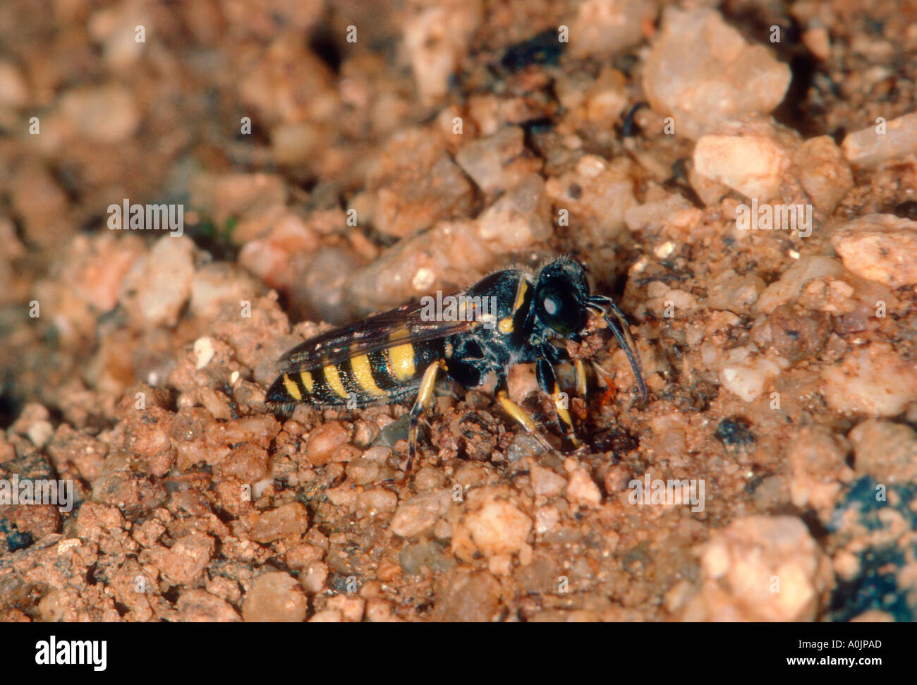 Mouth come insects hi-res stock photography and images - Alamy