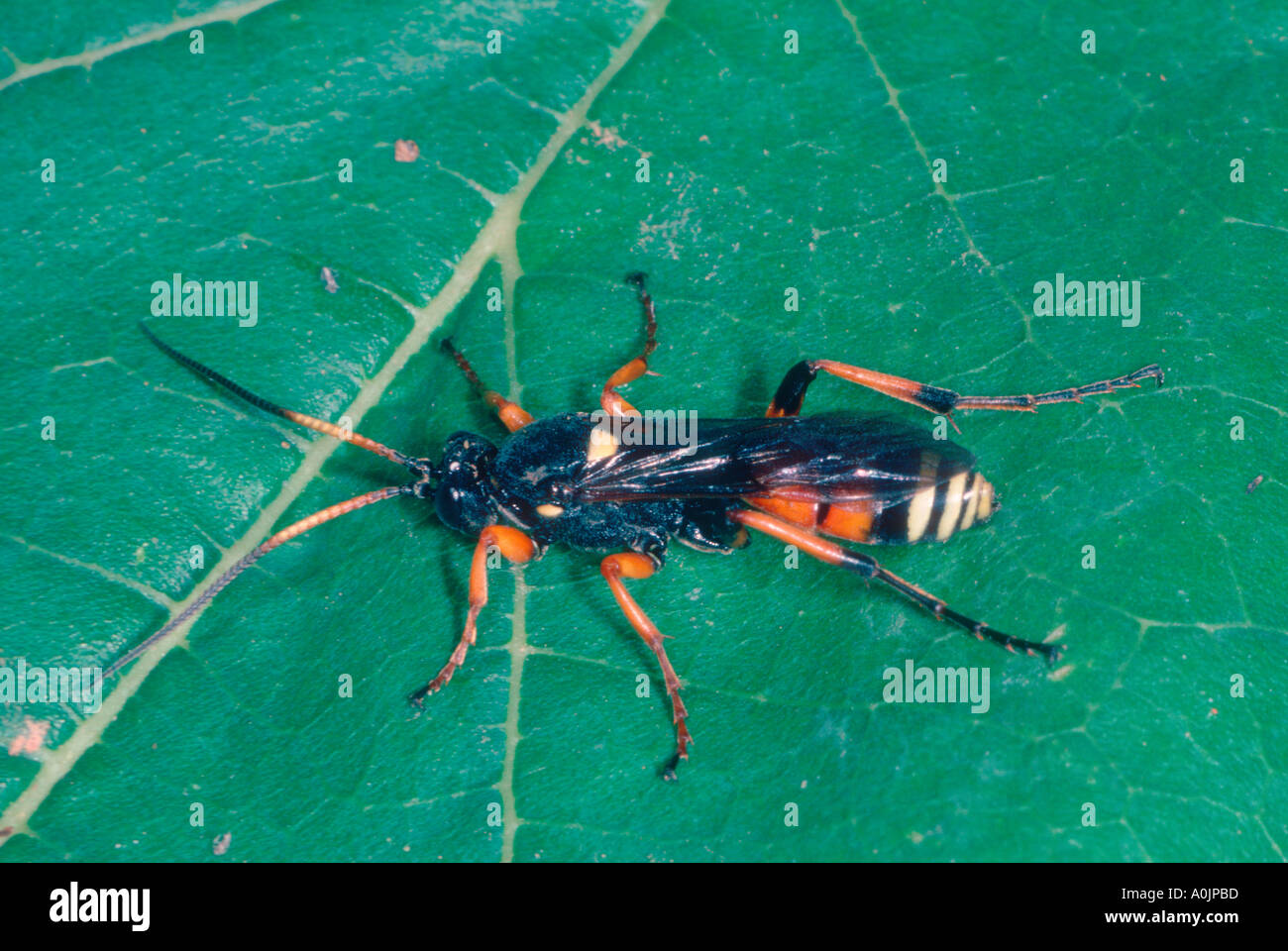 Ichneumon flies hi-res stock photography and images - Alamy