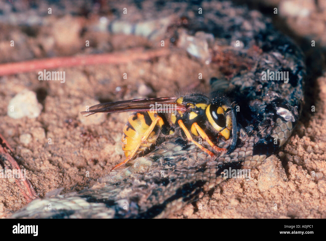 German Wasp, Vespula germanica. Carving a snake fur Stock Photo - Alamy