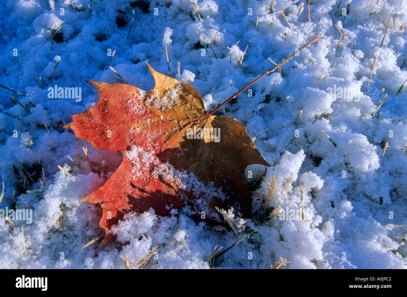 First autumn leaf hi-res stock photography and images - Alamy