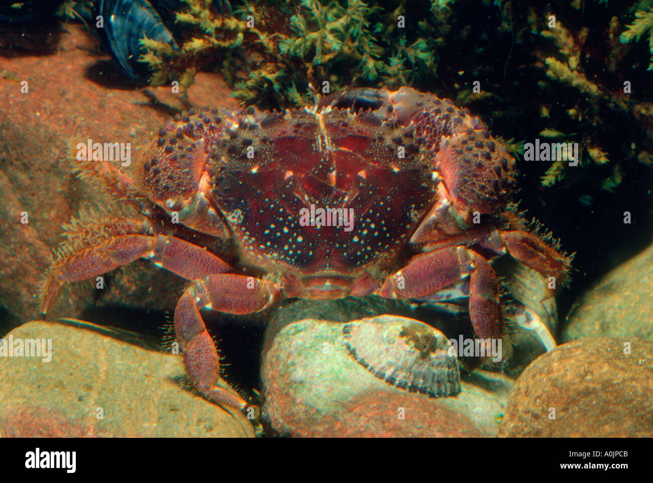 Crab, Eriphia spinifrons Stock Photo - Alamy