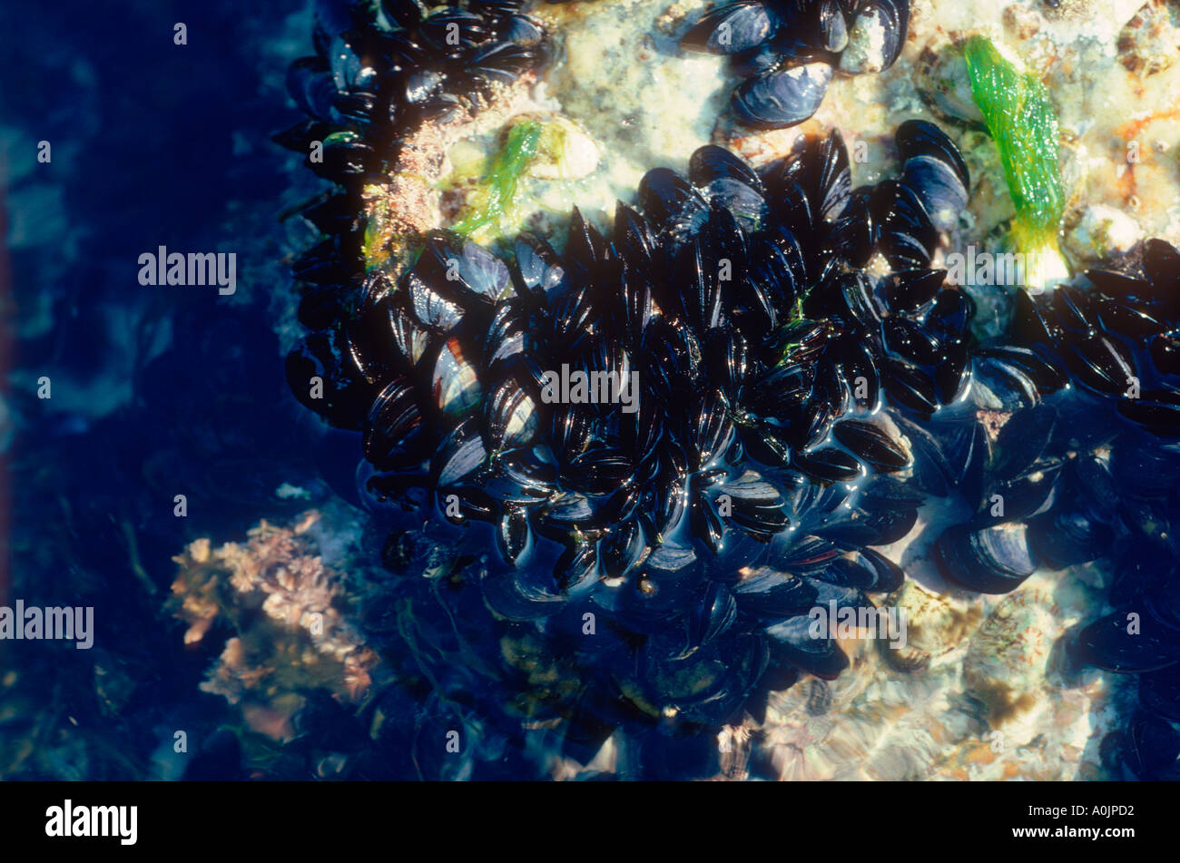Mussel colonies hi-res stock photography and images - Alamy