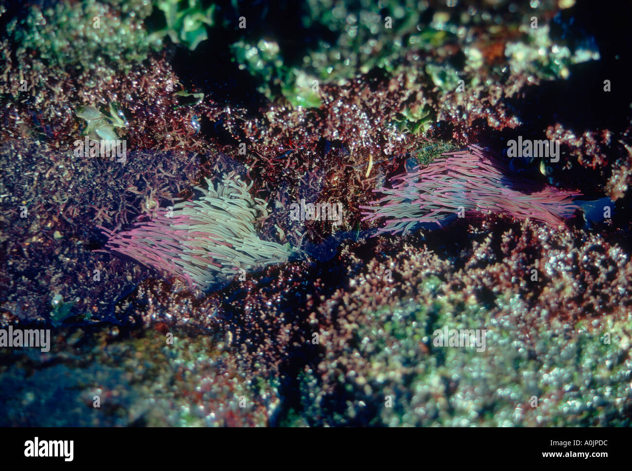 Sea Anemone, Anemonia sulcata Stock Photo - Alamy