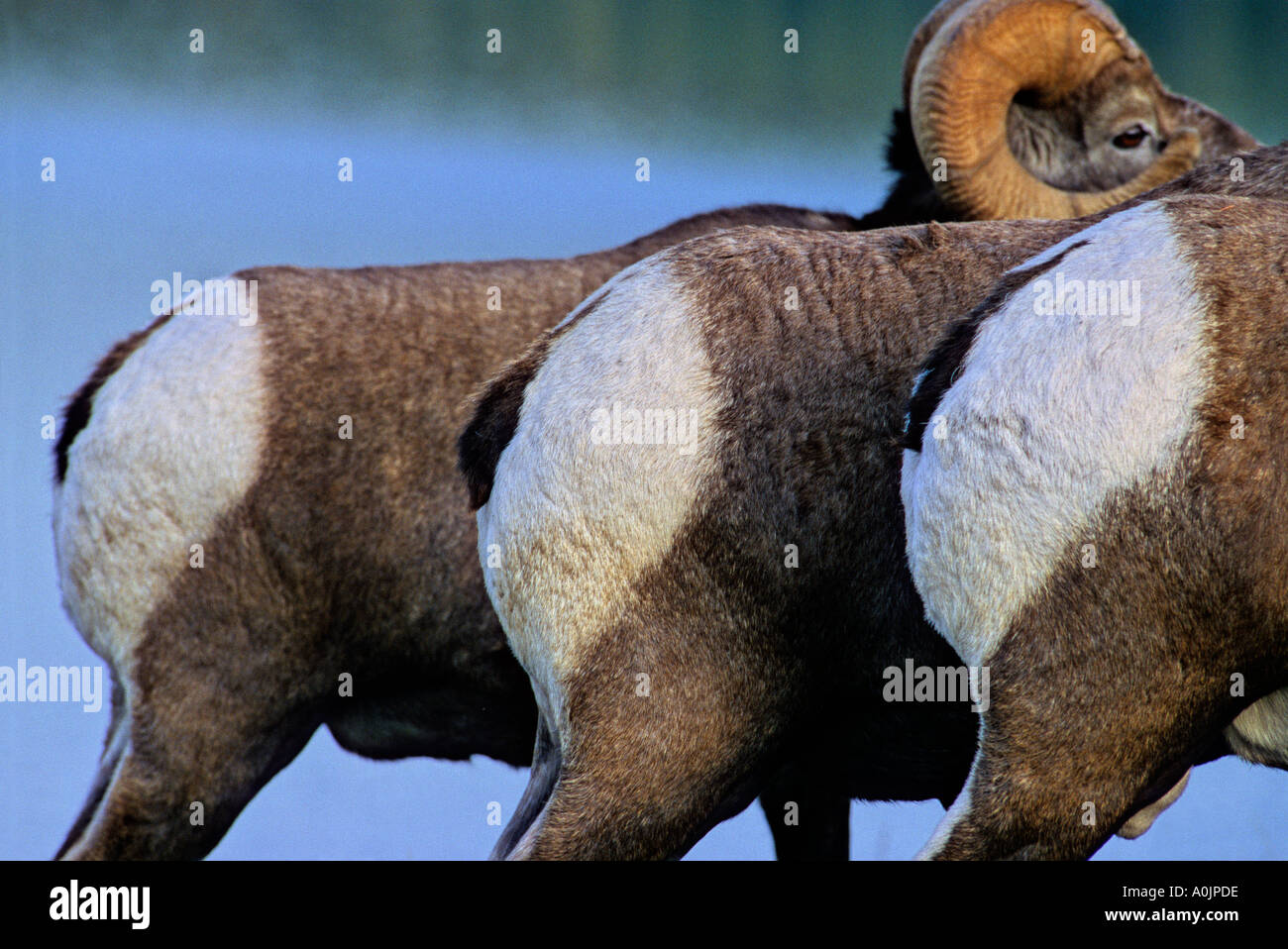 Big butts hi-res stock photography and images - Alamy