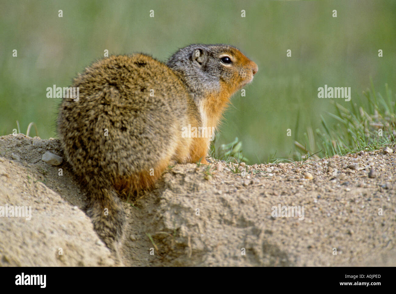 Animal rodent squirrel gopher hi-res stock photography and images - Alamy