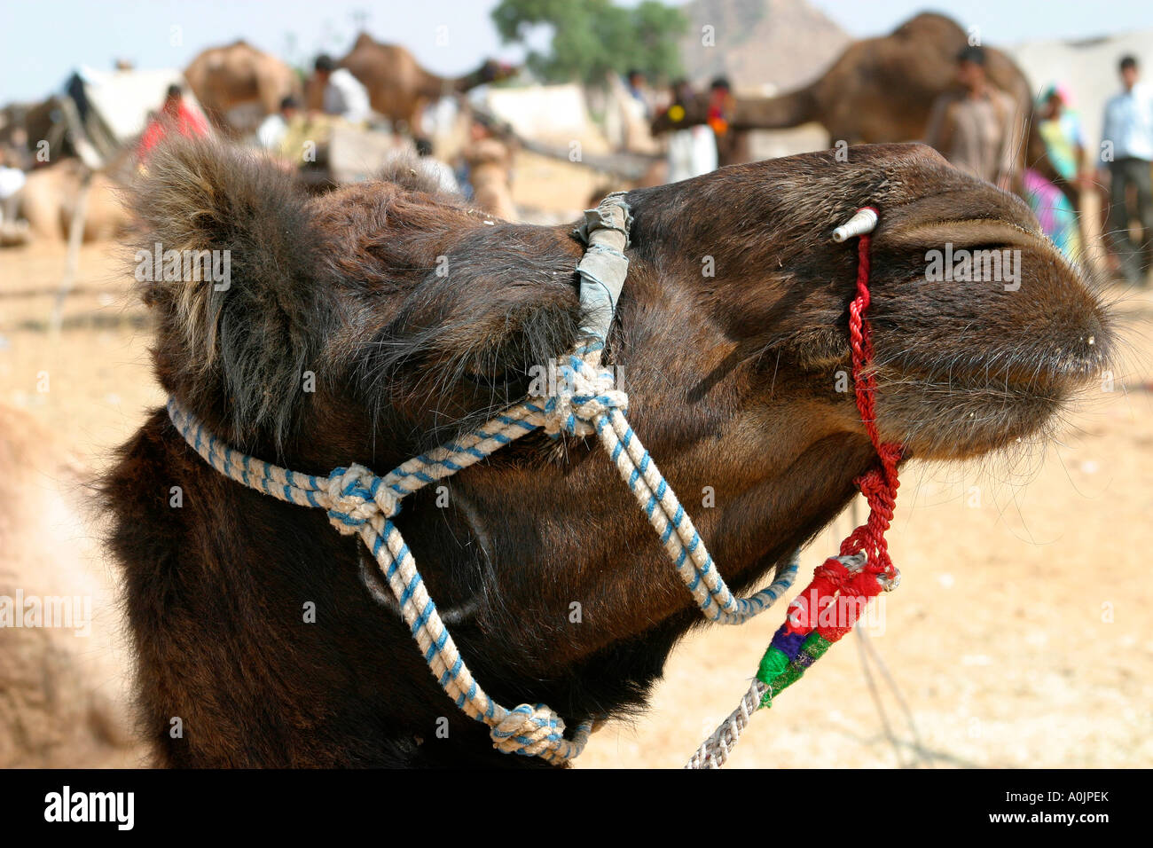 Camel for sale at the camael fair at Pushkar, Rajasthan, India Stock ...