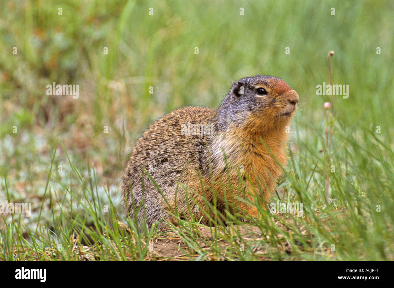 Columbian Ground Squirrel 2 Stock Photo - Alamy