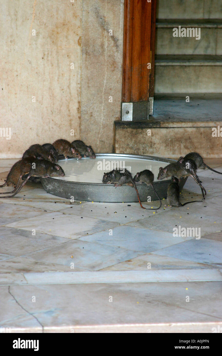 Sacred rats at the Karni Mata Temple, Deshnok, Rajasthan, India Stock ...