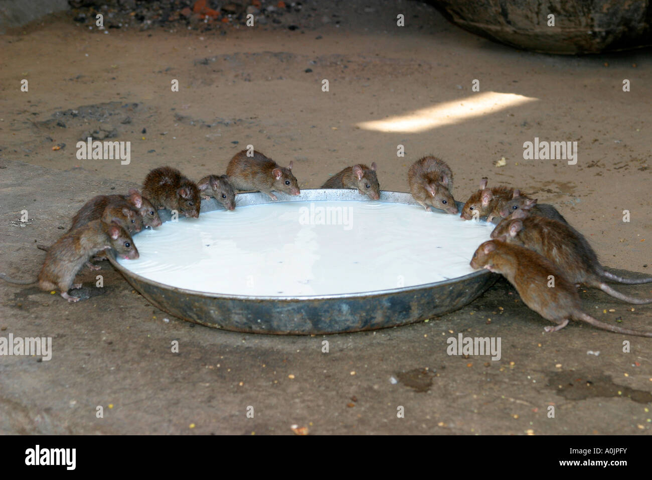 Sacred rats at the Karni Mata Temple, Deshnok, Rajasthan, India Stock ...