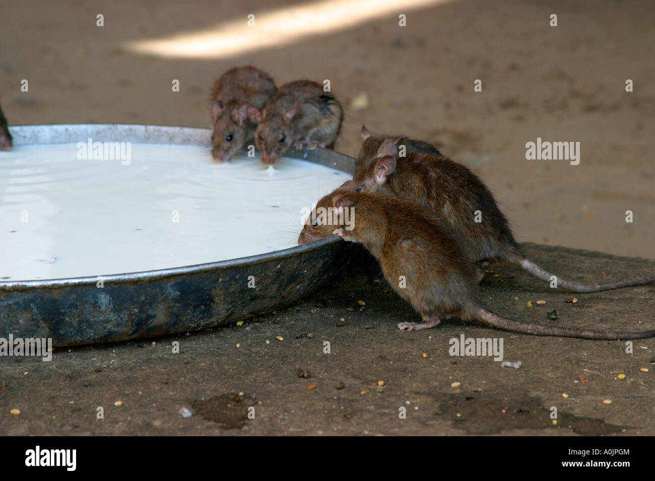 Sacred rats at the Karni Mata Temple, Deshnok, Rajasthan, India Stock ...
