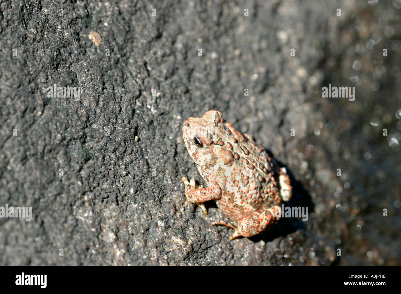 toad on rock Stock Photo - Alamy