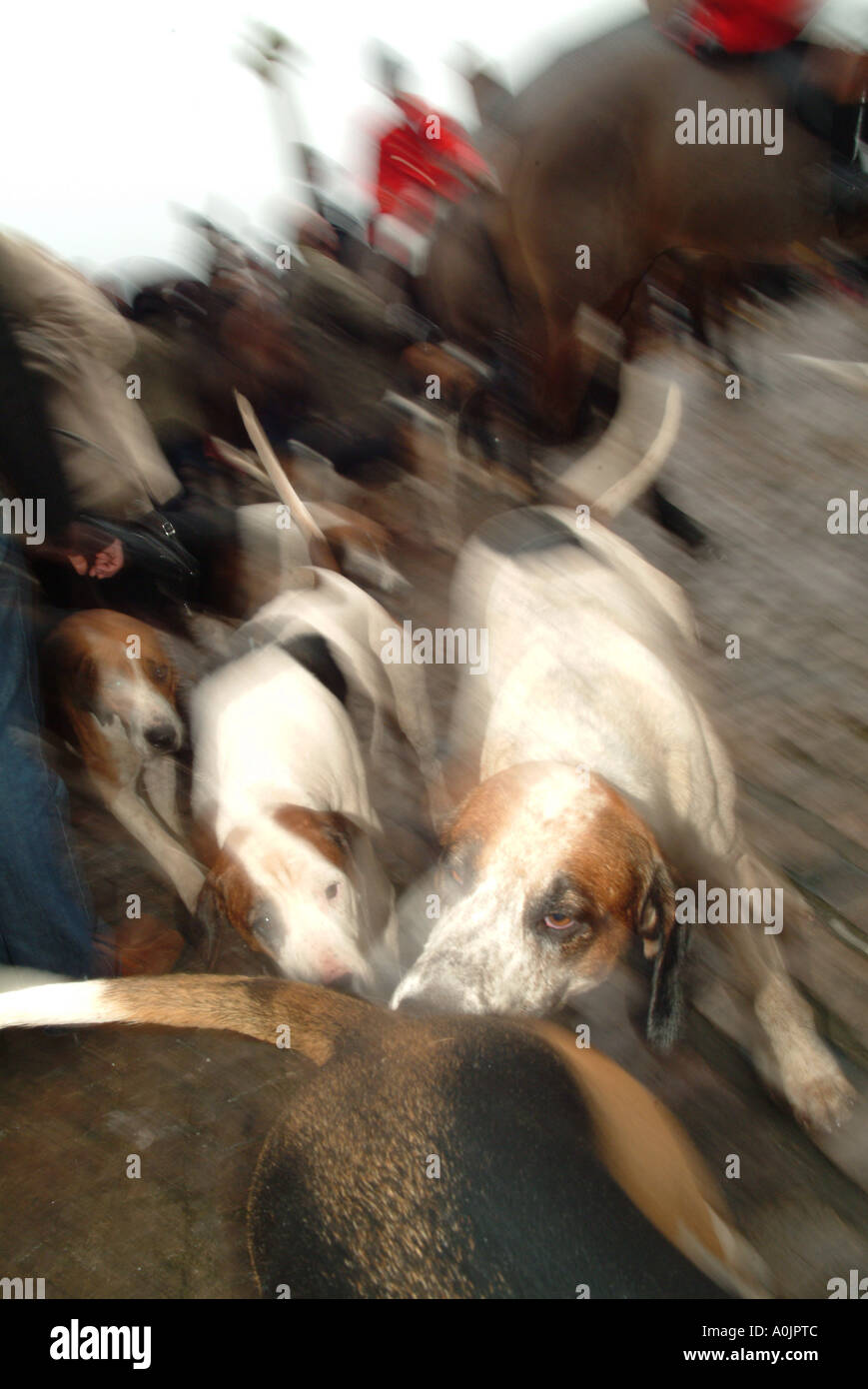 Boxing Day Hunt Meet portrait of hunting dog Stock Photo - Alamy