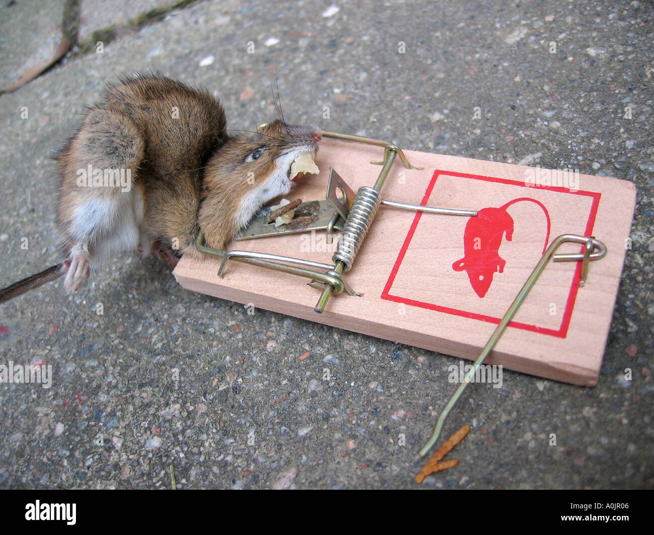 Mouse caught in a trap Stock Photo - Alamy