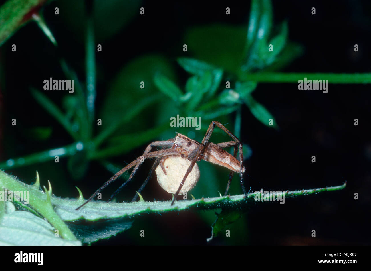Nursery Web Spider, Pisaura mirabilis. Female with egg sac Stock Photo ...
