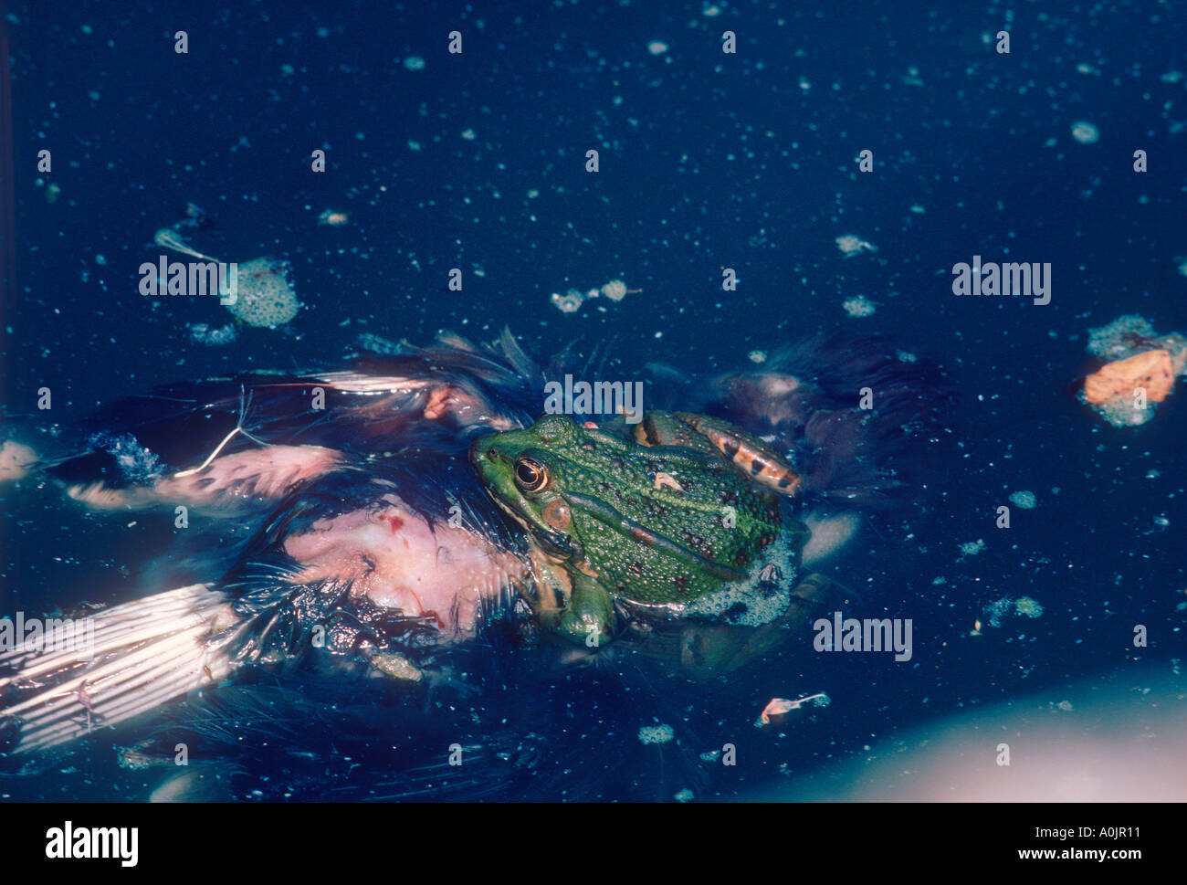 Cadaver Fauna High Resolution Stock Photography and Images - Alamy