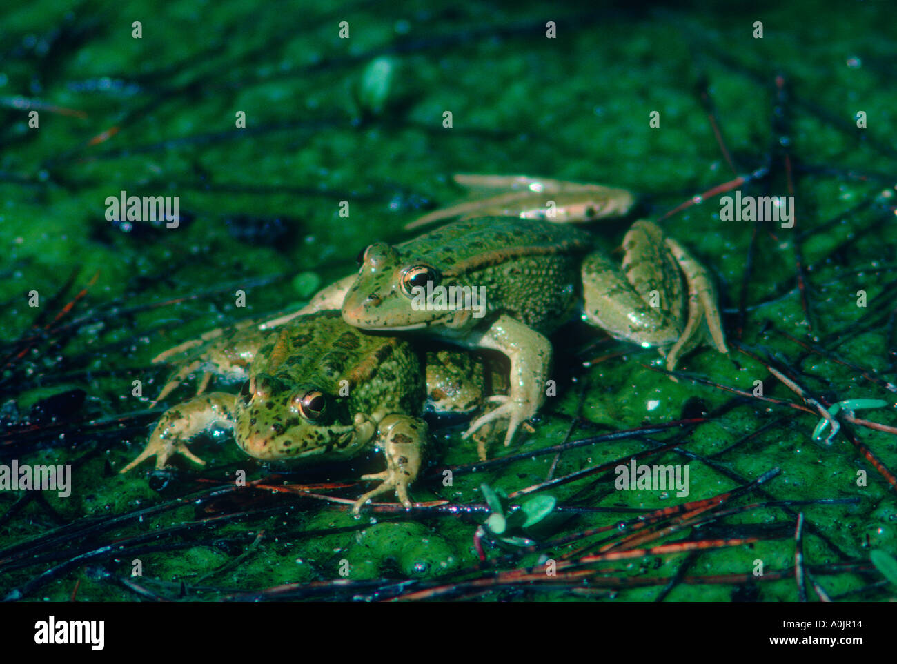 Marsh frogs hi-res stock photography and images - Alamy