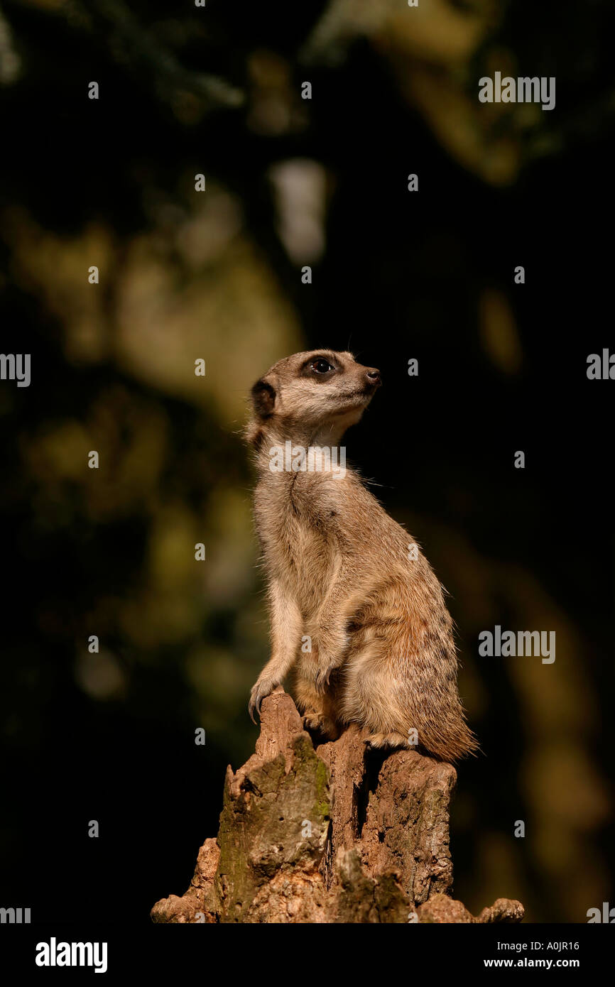 Sentry position hi-res stock photography and images - Alamy