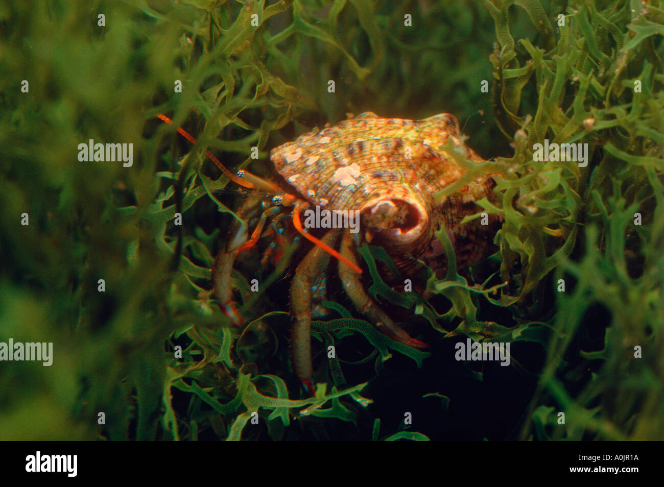 Ermit crabs hi-res stock photography and images - Alamy