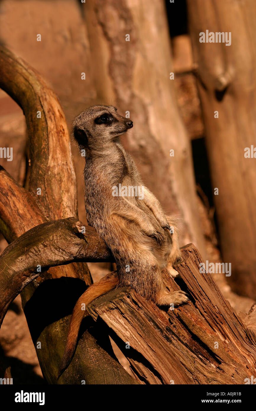 Sentry position hi-res stock photography and images - Alamy