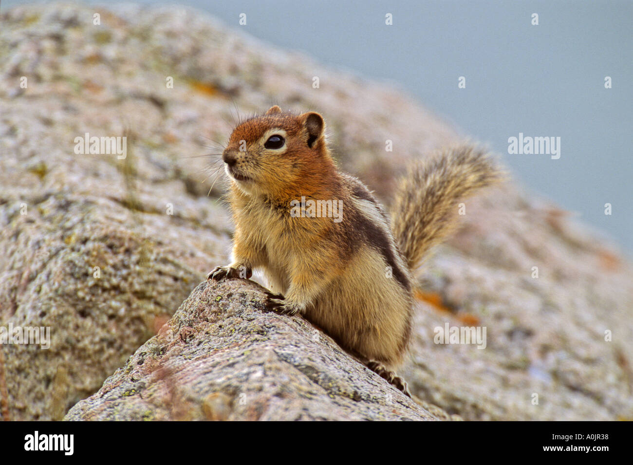 Golden Mantled Ground Squirrel 11 Stock Photo - Alamy