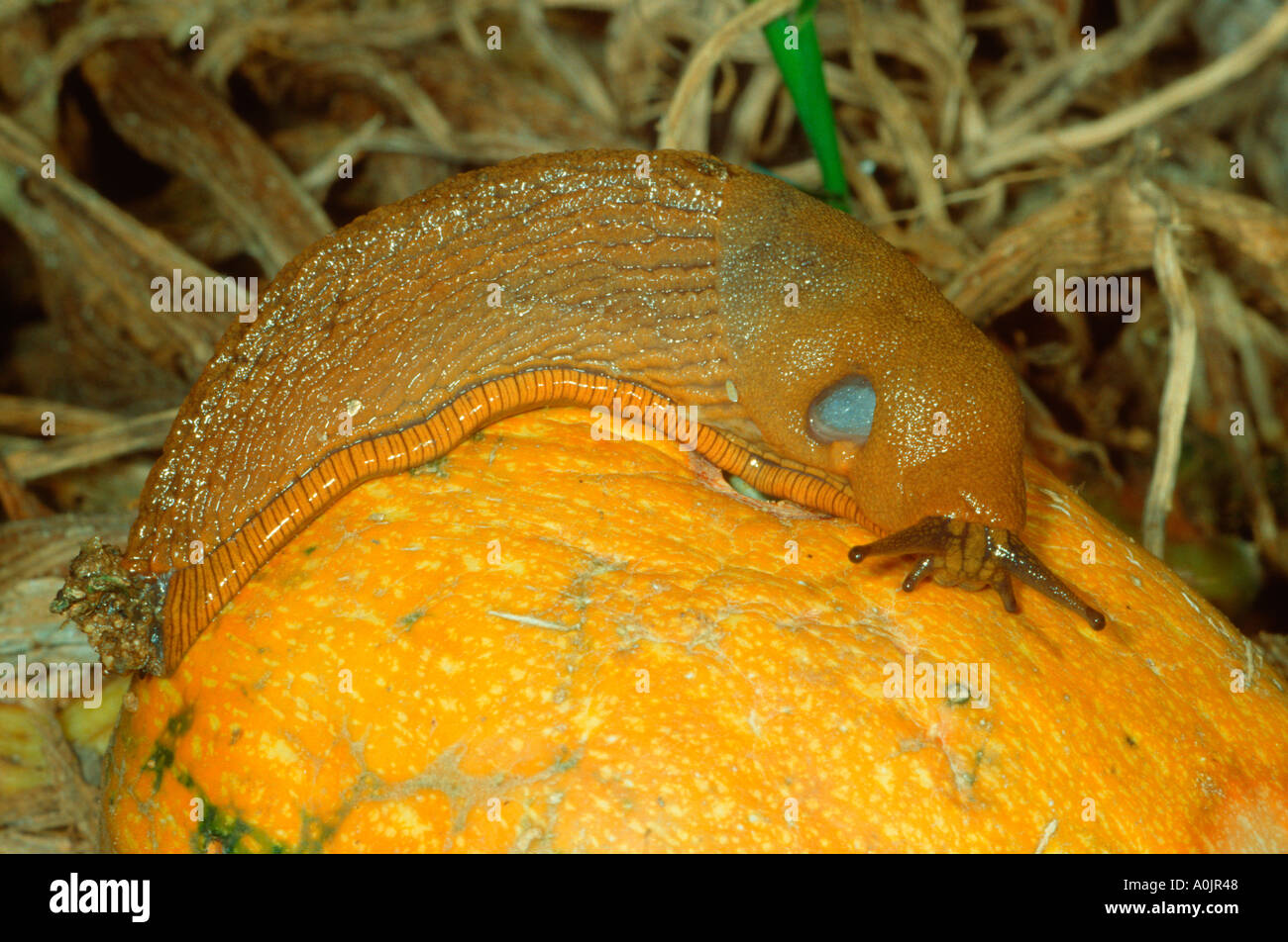 Red Slug, Arion rufus Stock Photo - Alamy