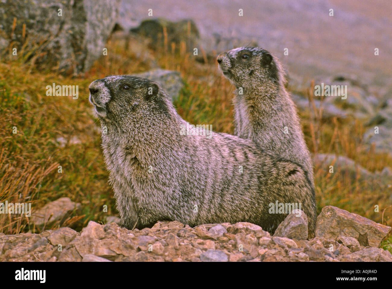 Marmots portrait hi-res stock photography and images - Alamy
