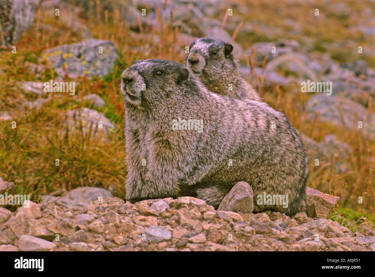 Marmots portrait hi-res stock photography and images - Alamy