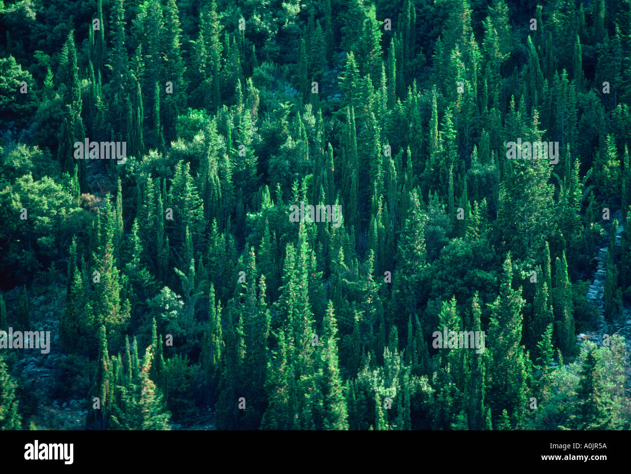 Cypress Trees, Cupressus sempervirens. Wood Stock Photo - Alamy