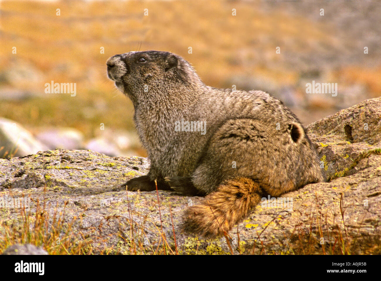 Marmot tail up hi-res stock photography and images - Alamy