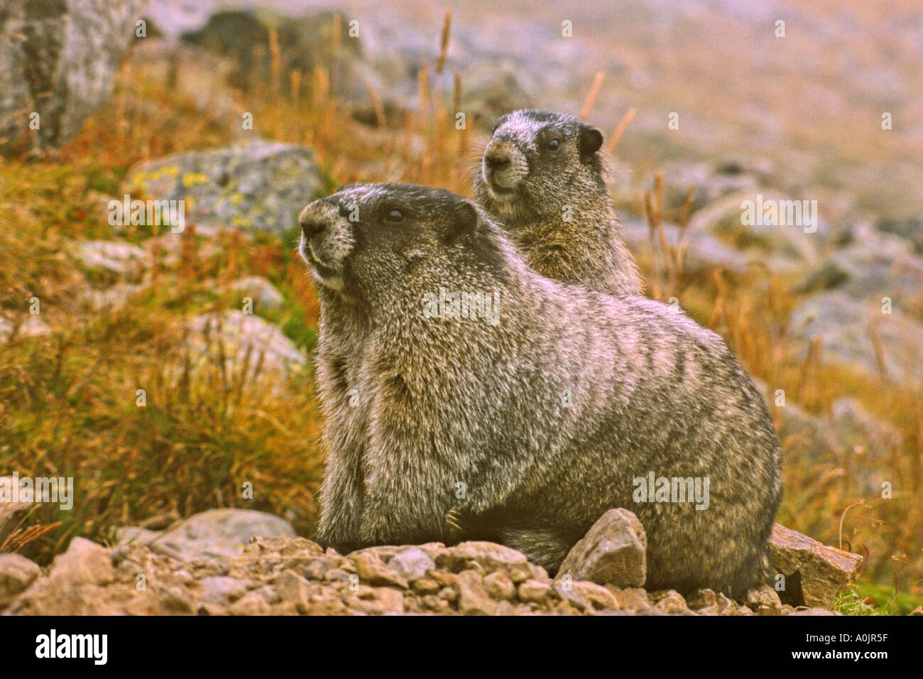 Hoary Marmot 5 Stock Photo - Alamy