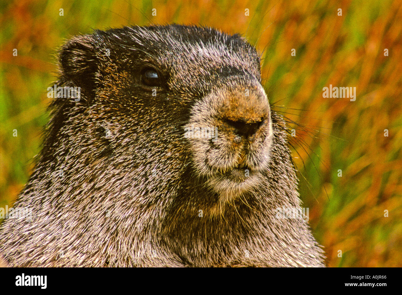 Marmot looking face close up hi-res stock photography and images - Alamy